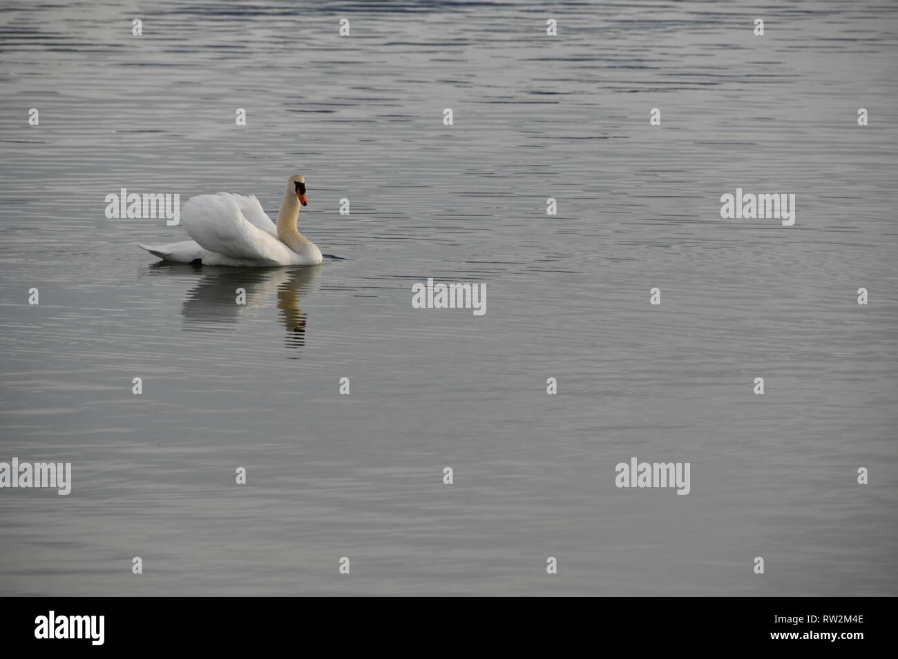 white swan on the lake of Constance, Austria Stock Photo - Alamy