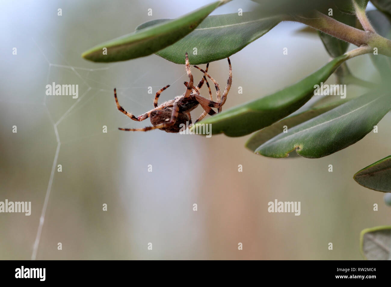 Hidden spider macro. Northern portuguese meadows in an early autumn day ...