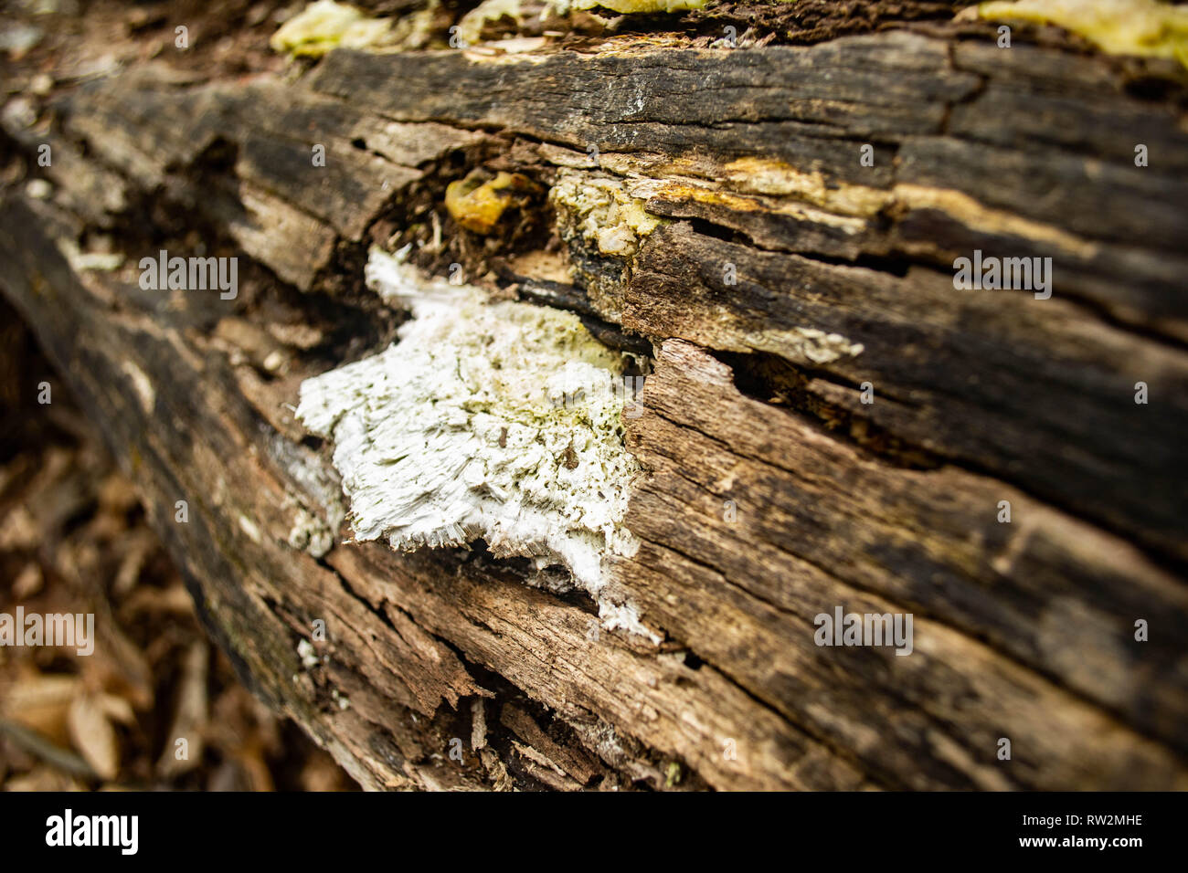 Fungi growing on the side of a fallen tree Stock Photo - Alamy
