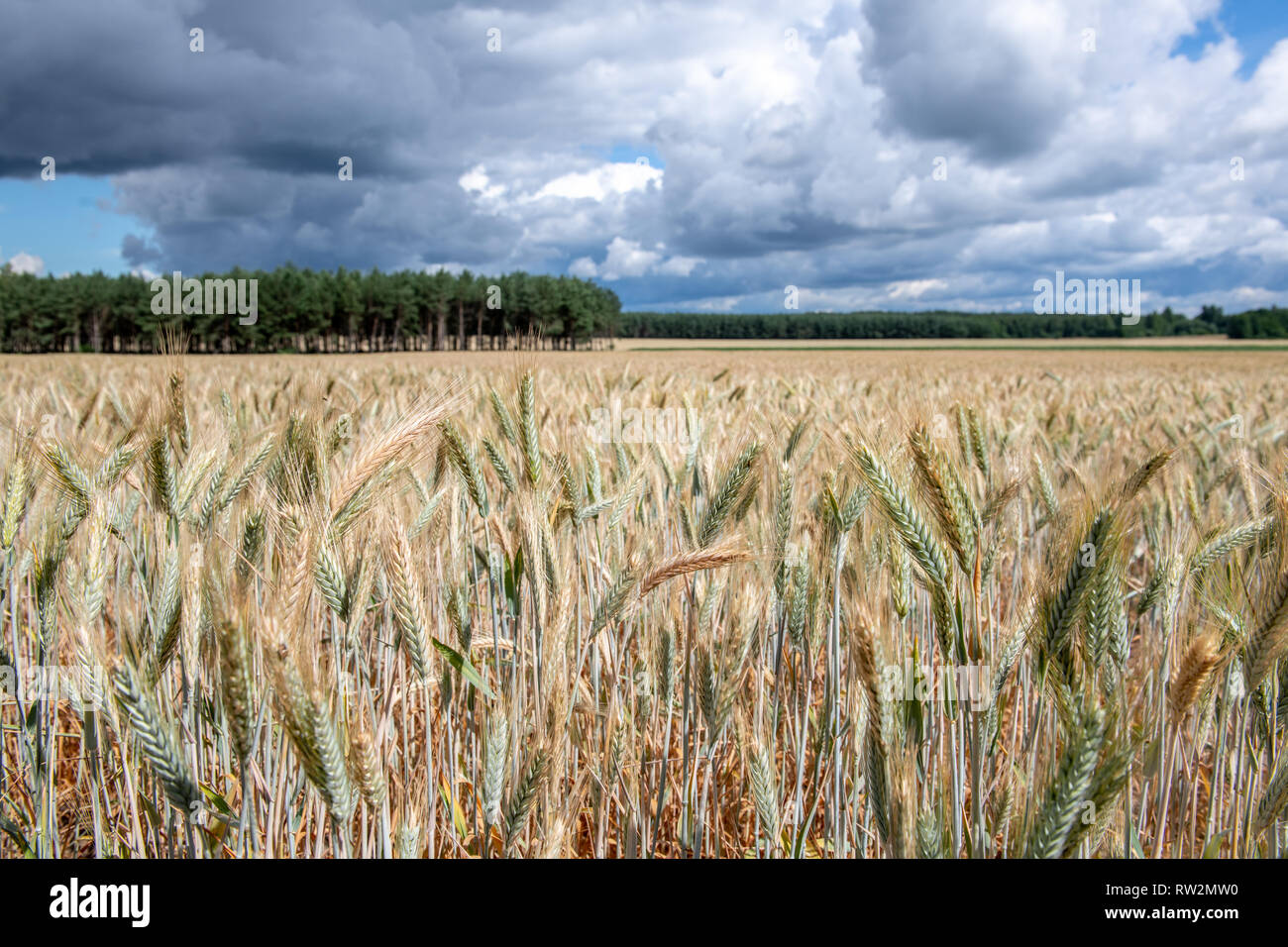 Looking over the top of a wheat (Triticum aestivum) field with cloudy ...
