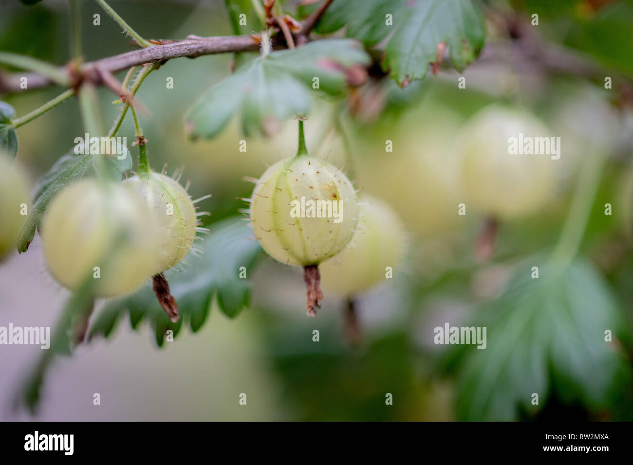 Growing gooseberries hi-res stock photography and images - Alamy