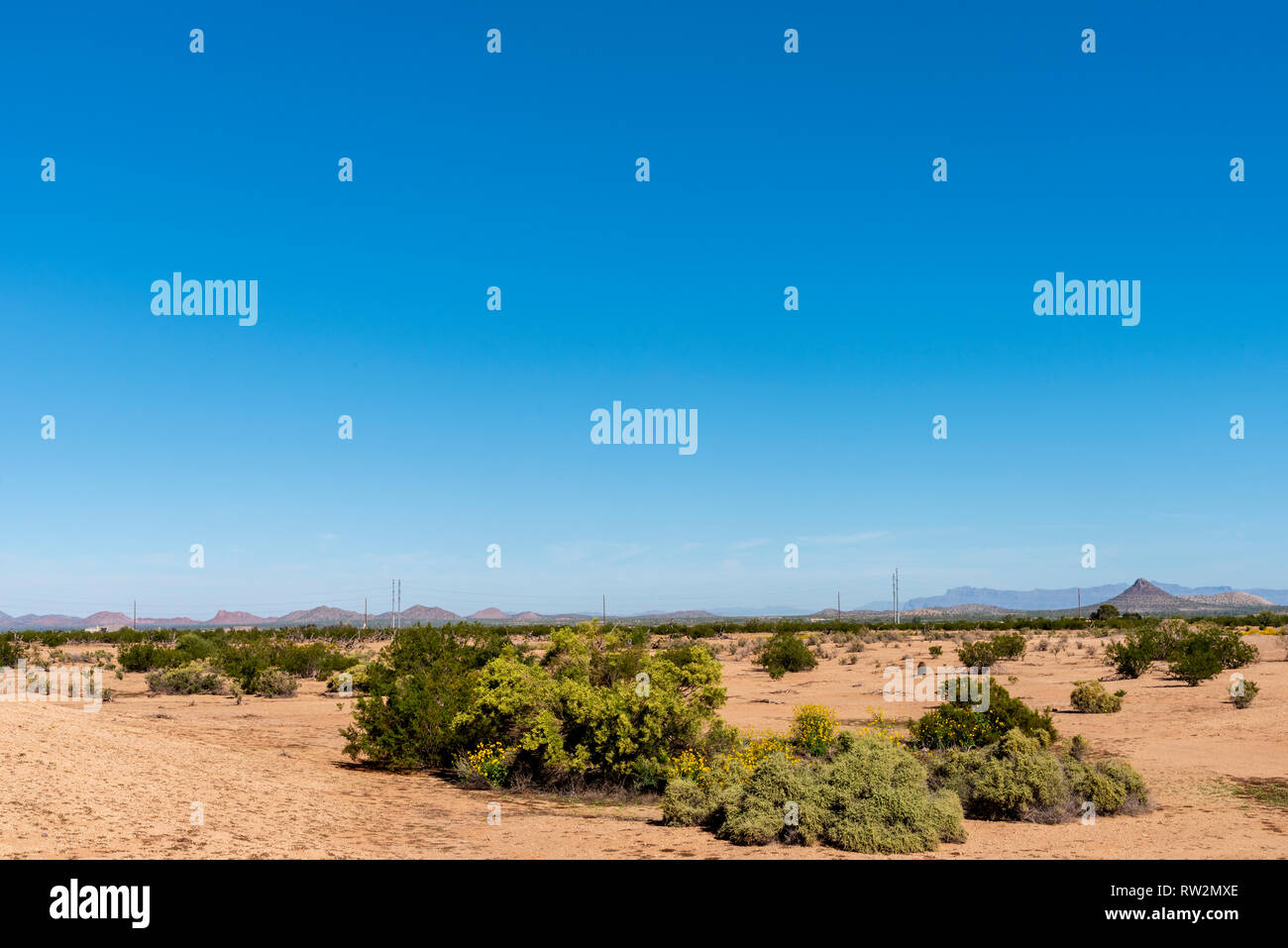 Creosote bushes hi-res stock photography and images - Alamy