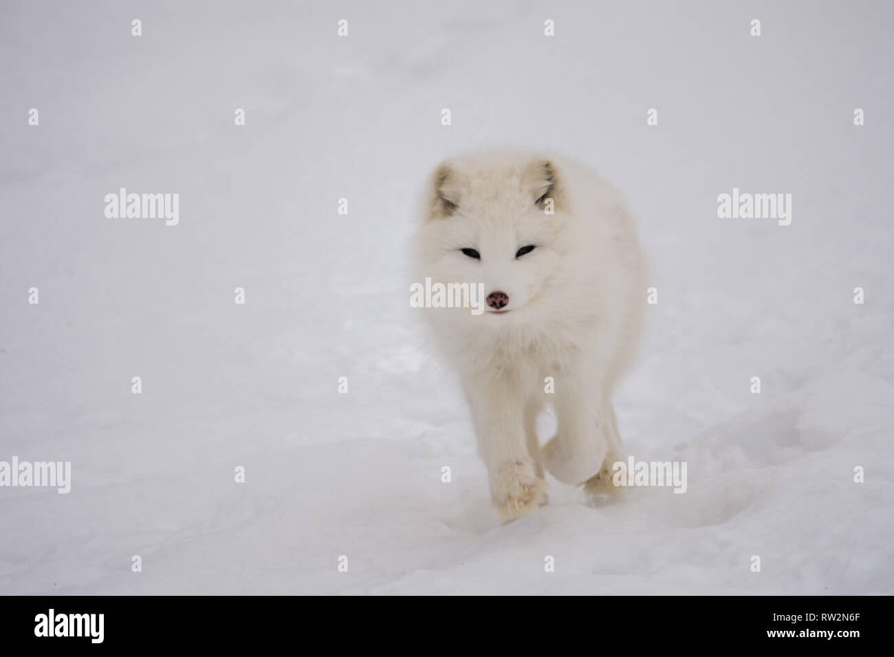 Arctic fox running on the snow Stock Photo - Alamy