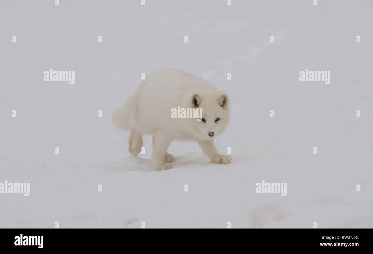 Arctic fox winter camouflage hi-res stock photography and images - Alamy