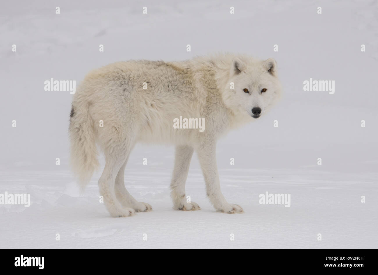 Angry wolf face hi-res stock photography and images - Alamy