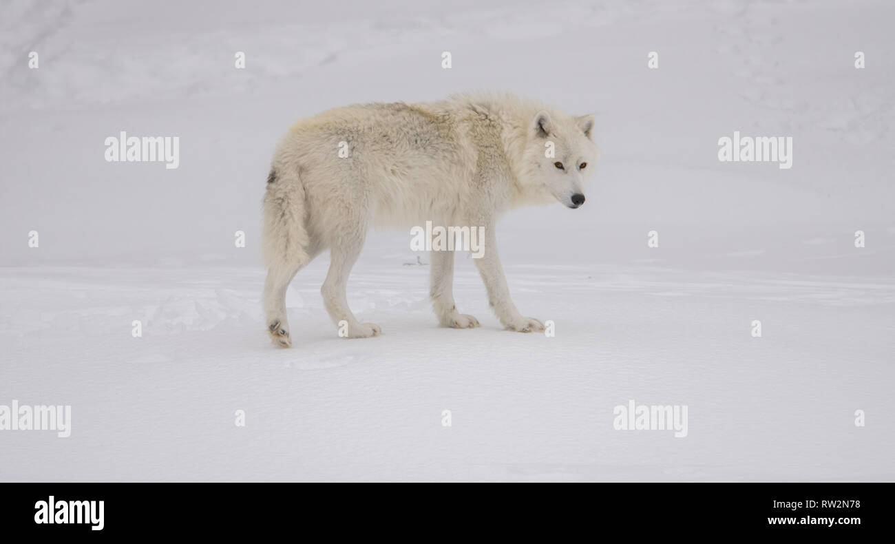 Arctic wolf profile in the snow Stock Photo - Alamy
