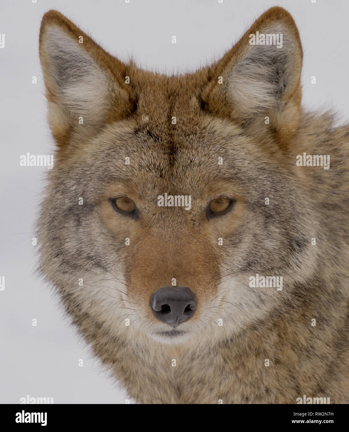 Coyote looking at the camera in the winter Stock Photo - Alamy