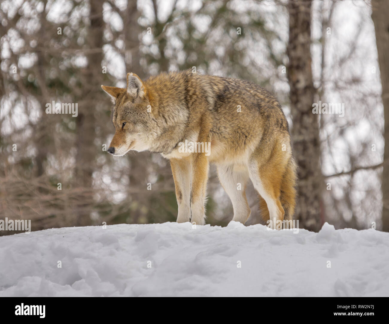 Close up coyote hi-res stock photography and images - Alamy