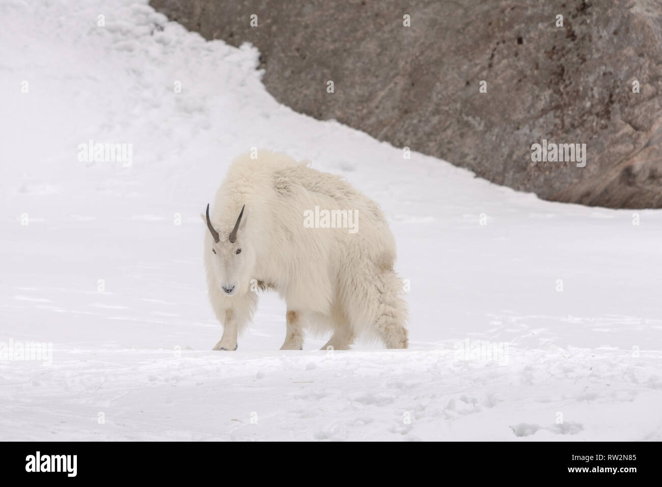 Mountain goat animal snow winter canada white hi-res stock photography ...