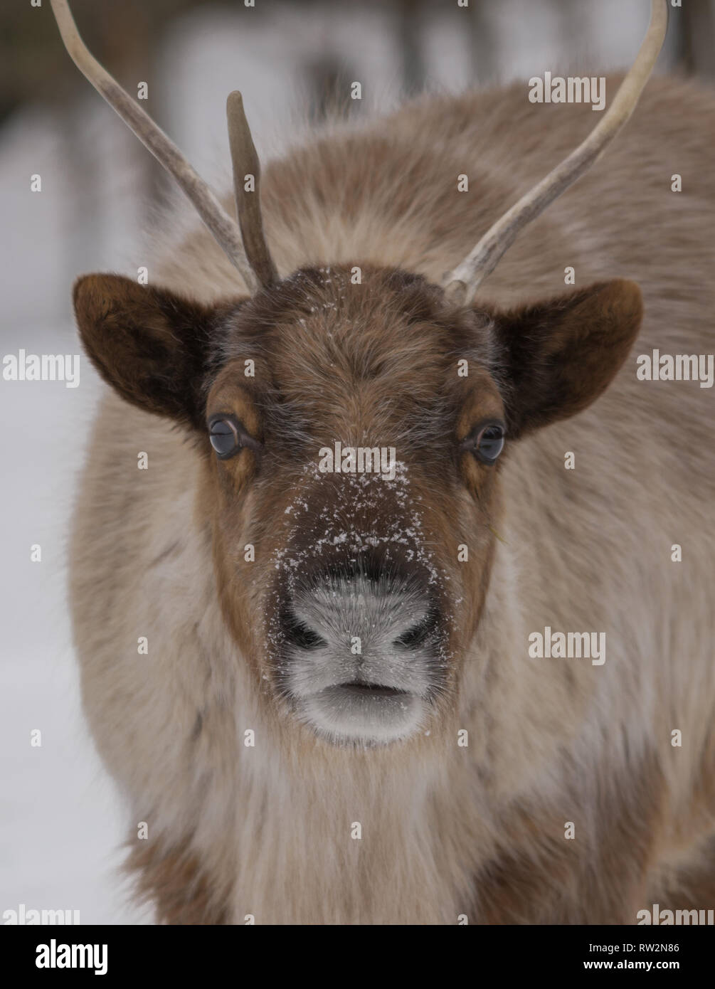 Close up of caribou hi-res stock photography and images - Alamy