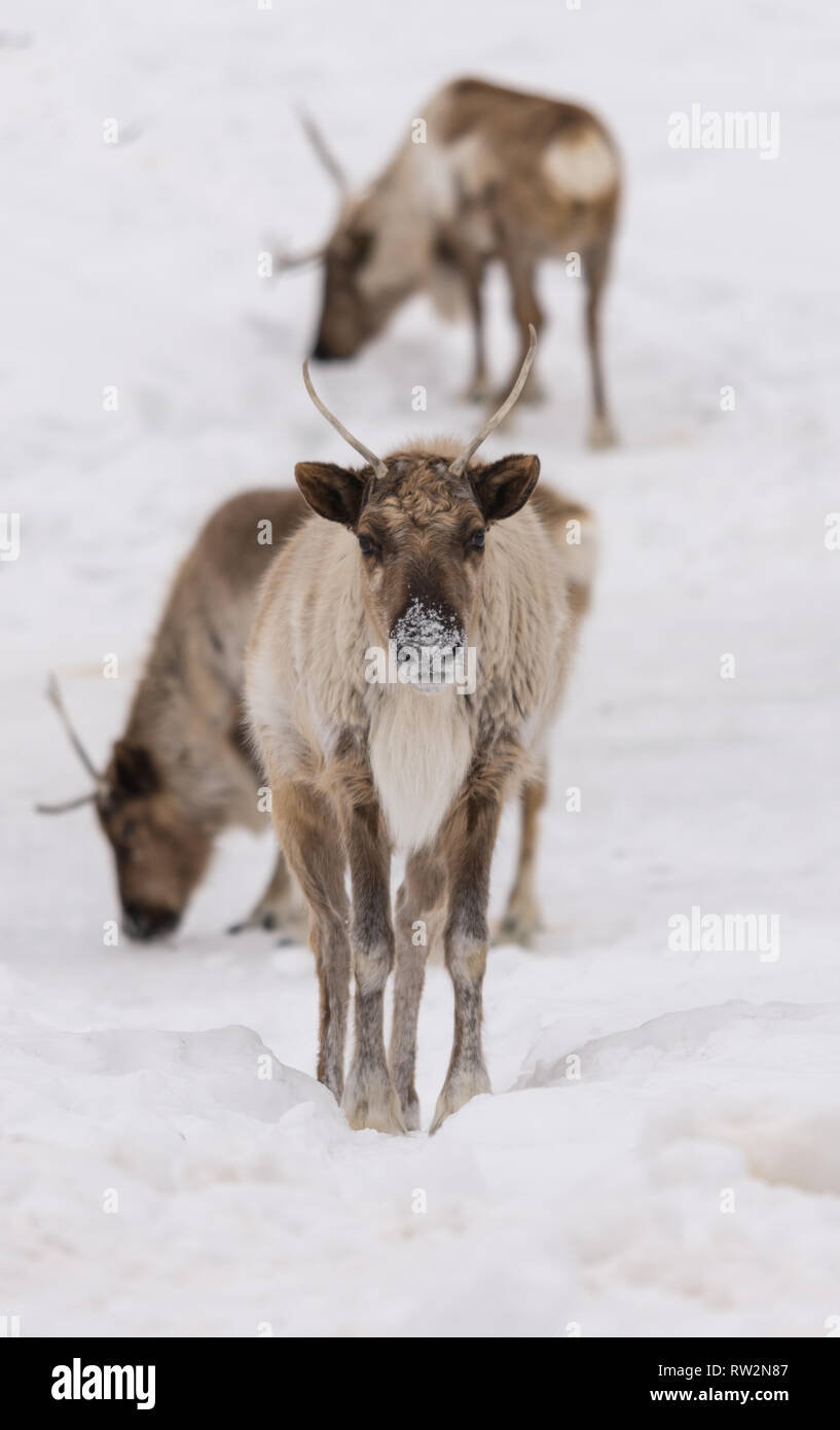 Portrait of a caribou in northern Canada Stock Photo - Alamy
