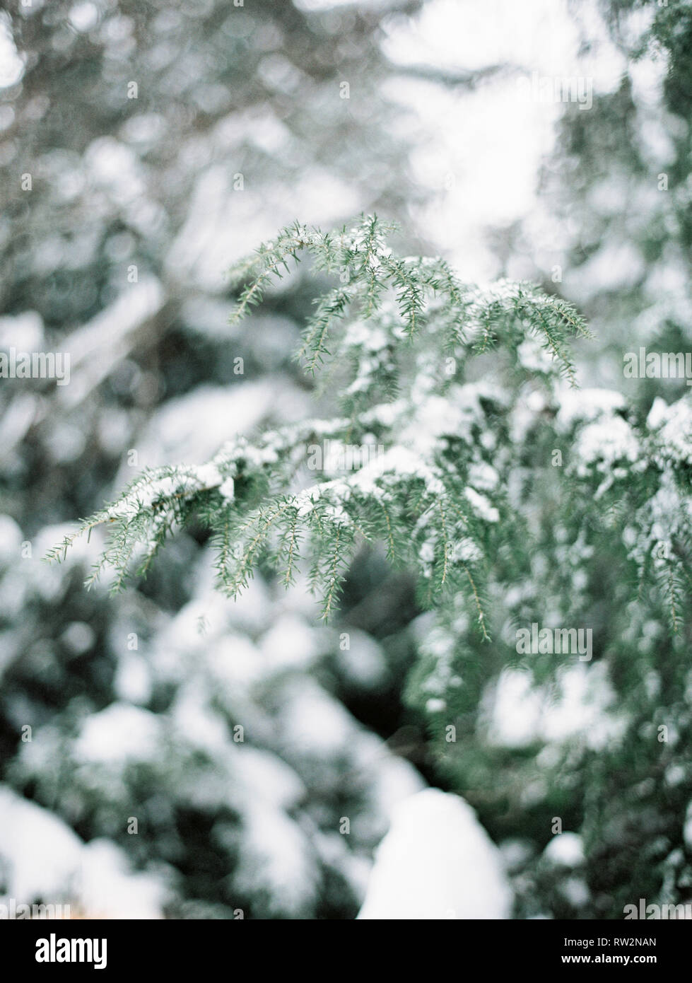 First snowfall trees hi-res stock photography and images - Alamy