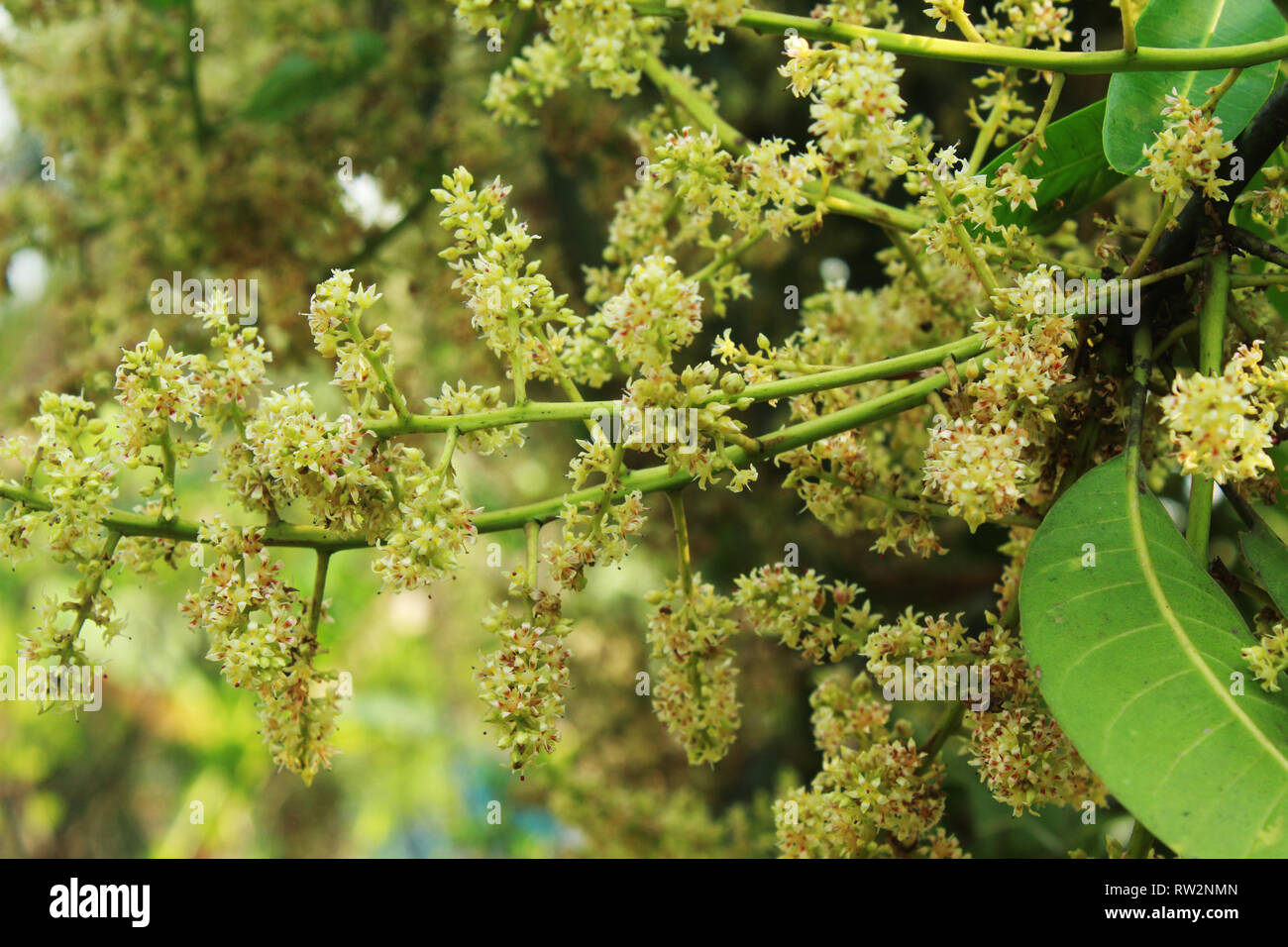 Mango tree in bloom mango hi-res stock photography and images - Alamy