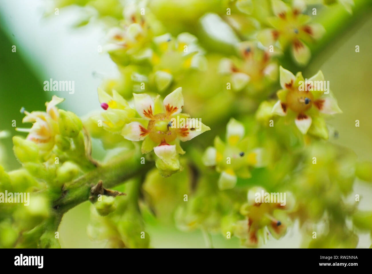 Mango macro photo hi-res stock photography and images - Alamy