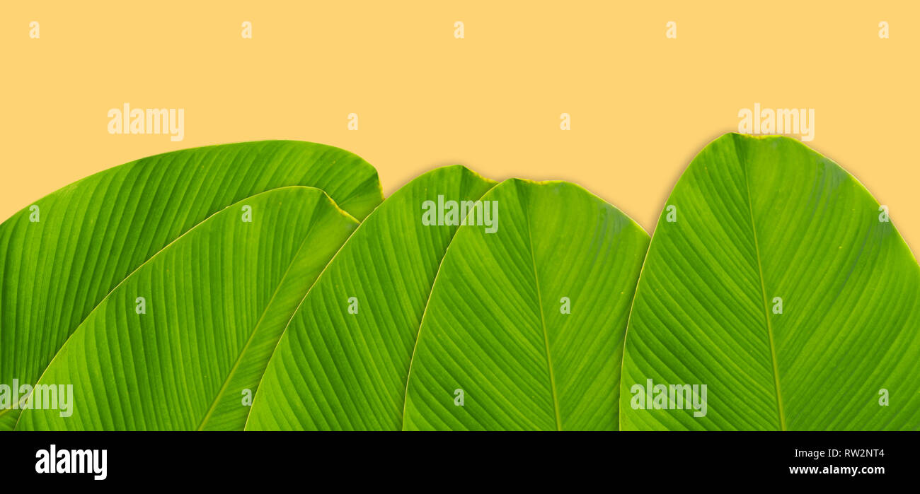 leaf layout with copyspace made of tropical leaves Stock Photo - Alamy