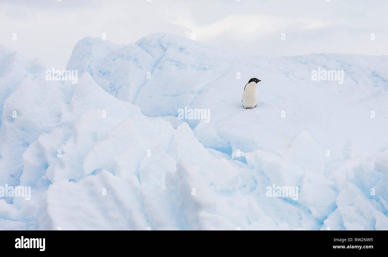 adelie penguin on an iceberg off the coast of Antarctic peninsula Stock ...
