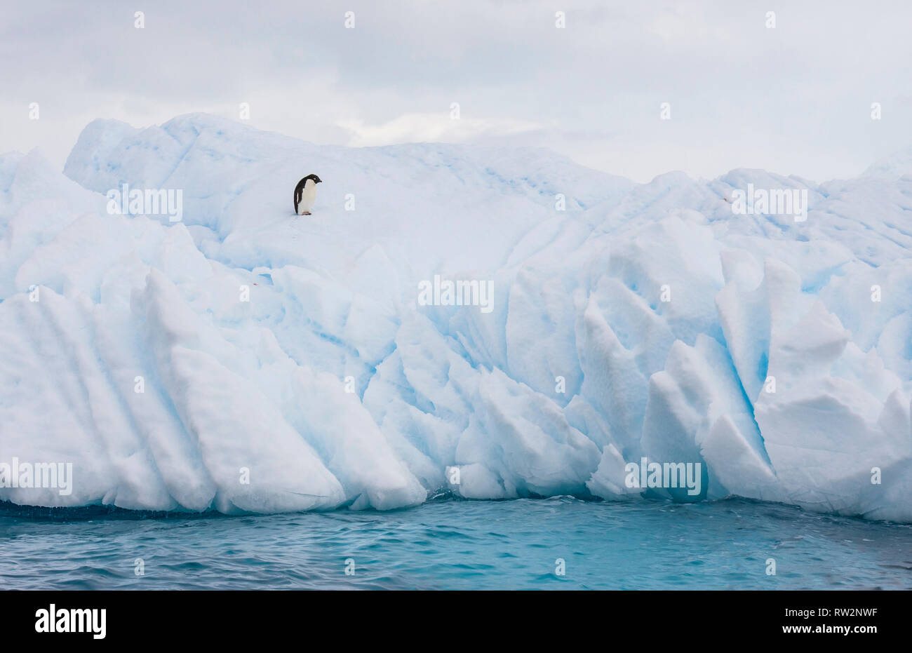 adelie penguin on an iceberg off the coast of Antarctic peninsula Stock ...