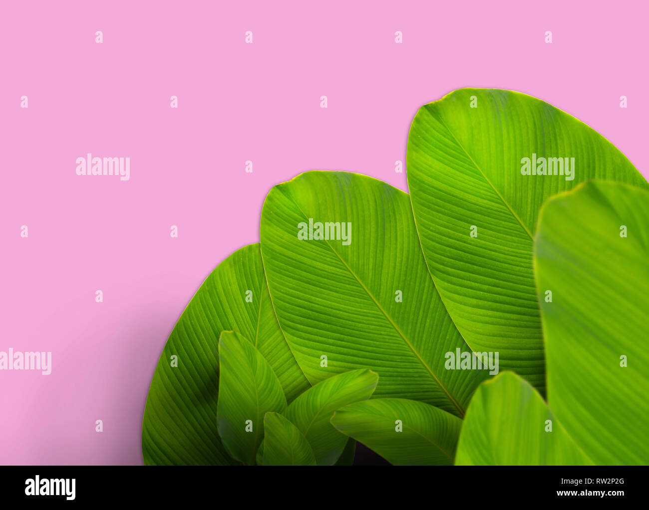 leaf layout with copyspace made of tropical leaves Stock Photo - Alamy