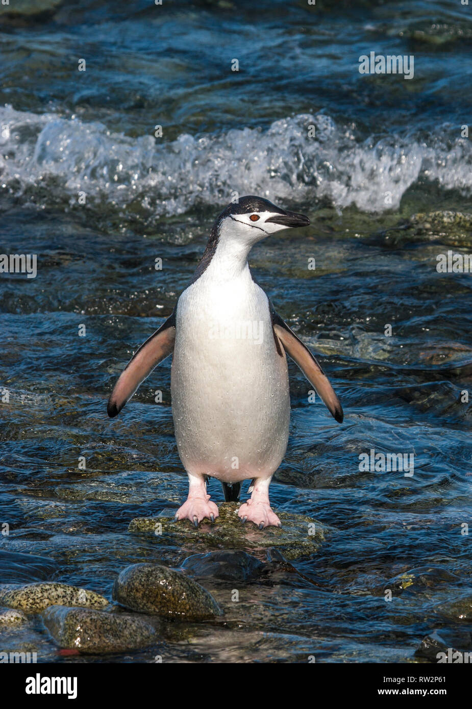 Bearded penguin hi-res stock photography and images - Alamy