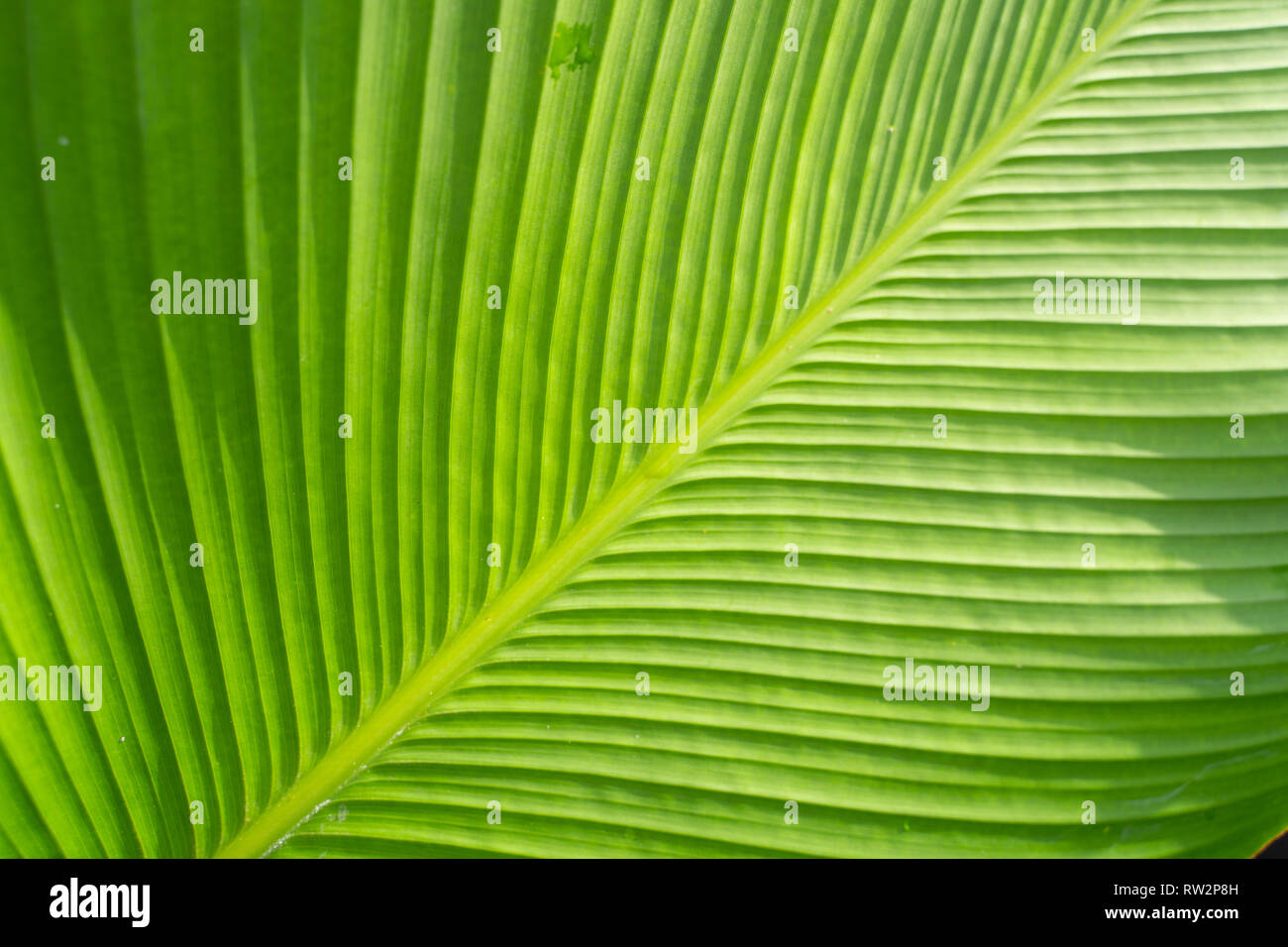 texture detail of green tropical leaf Stock Photo - Alamy