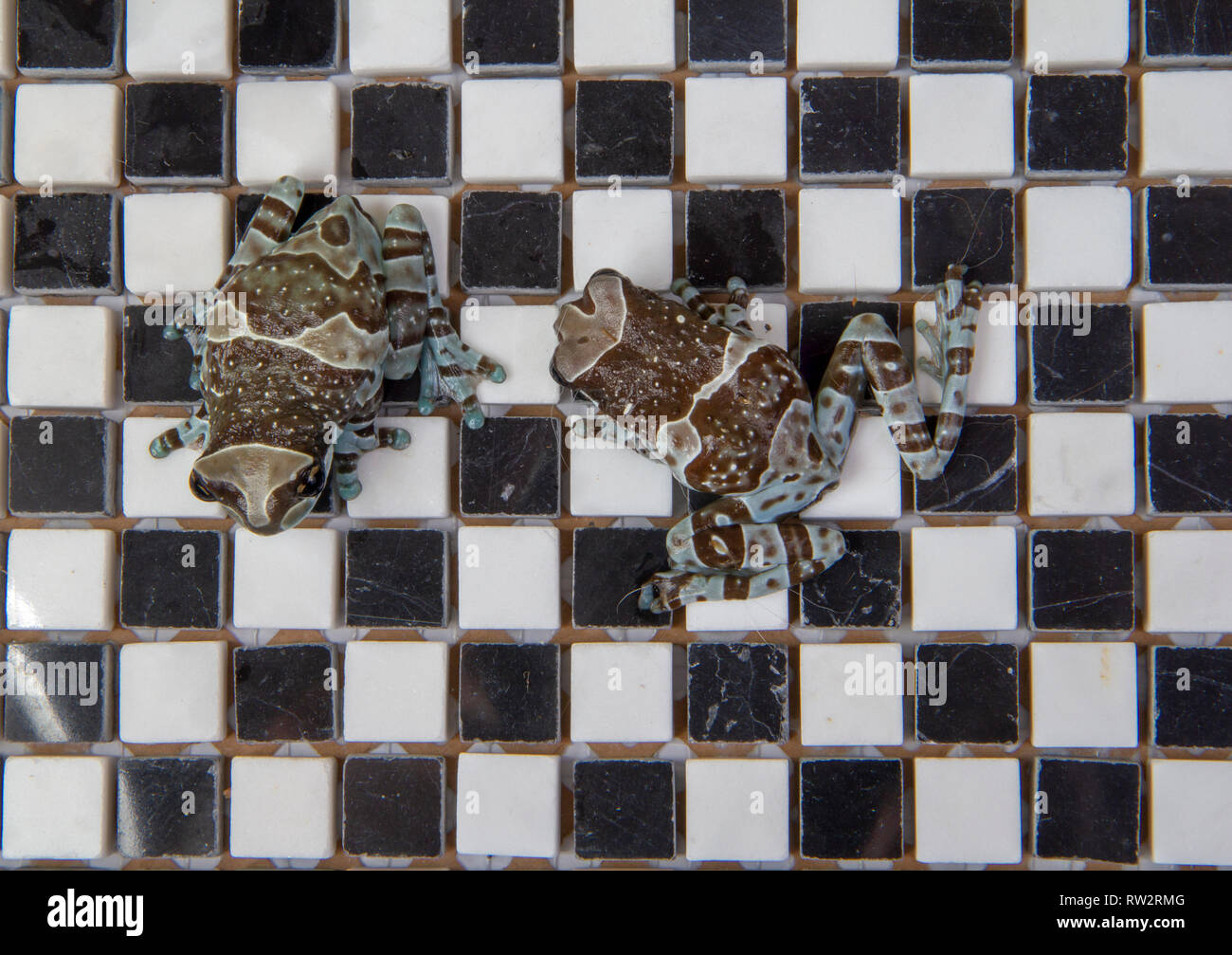 Frog Black And White High Resolution Stock Photography and Images - Alamy