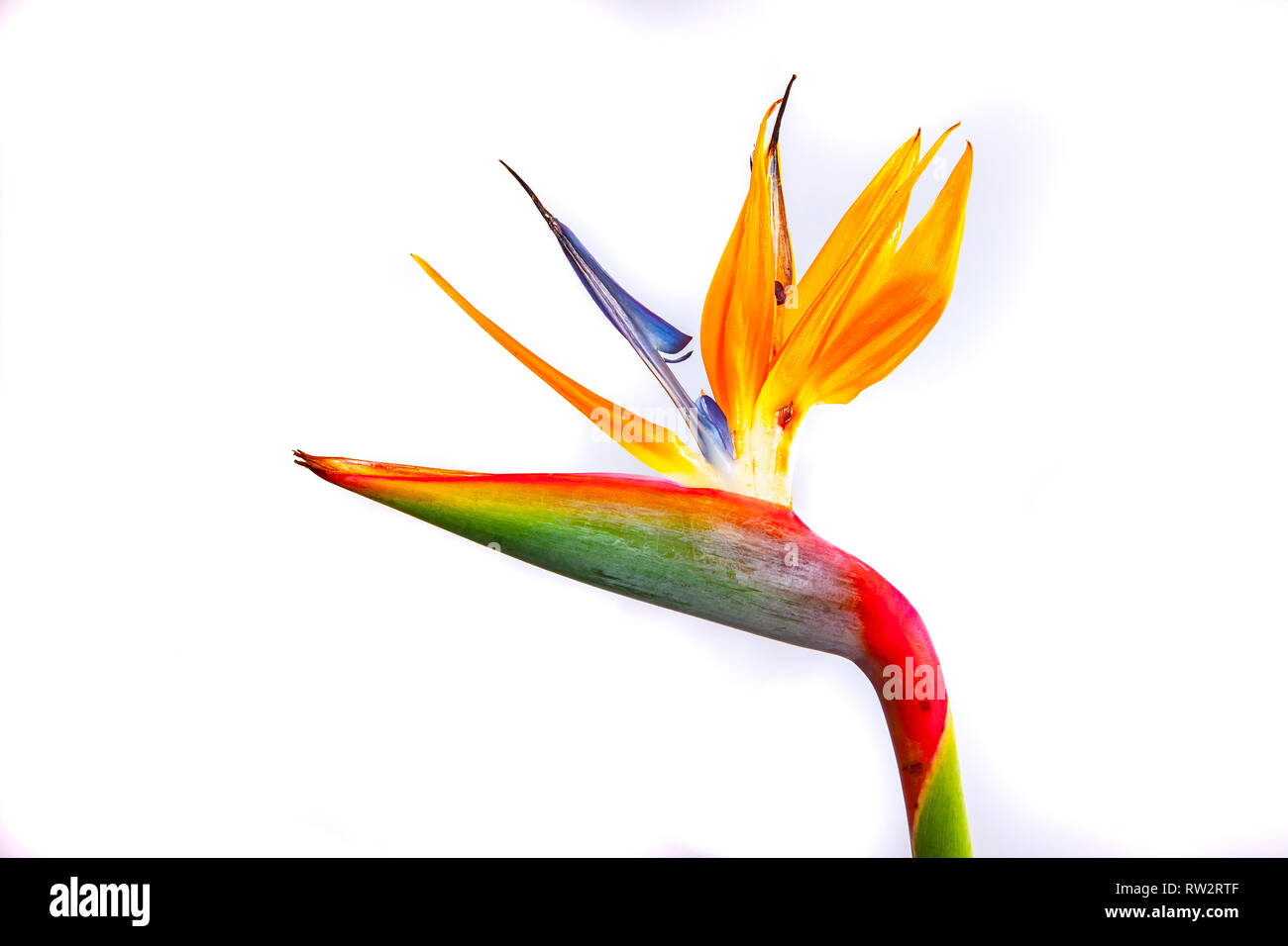 Excotic flowers photogrphed with a white background in a studio Stock ...