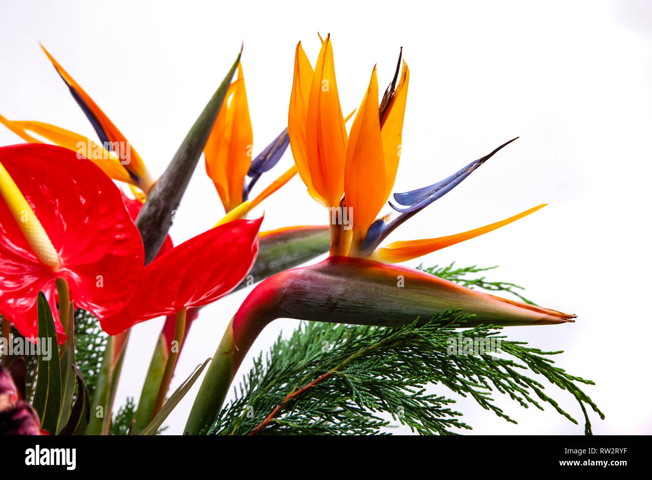 Excotic flowers photogrphed with a white background in a studio Stock ...