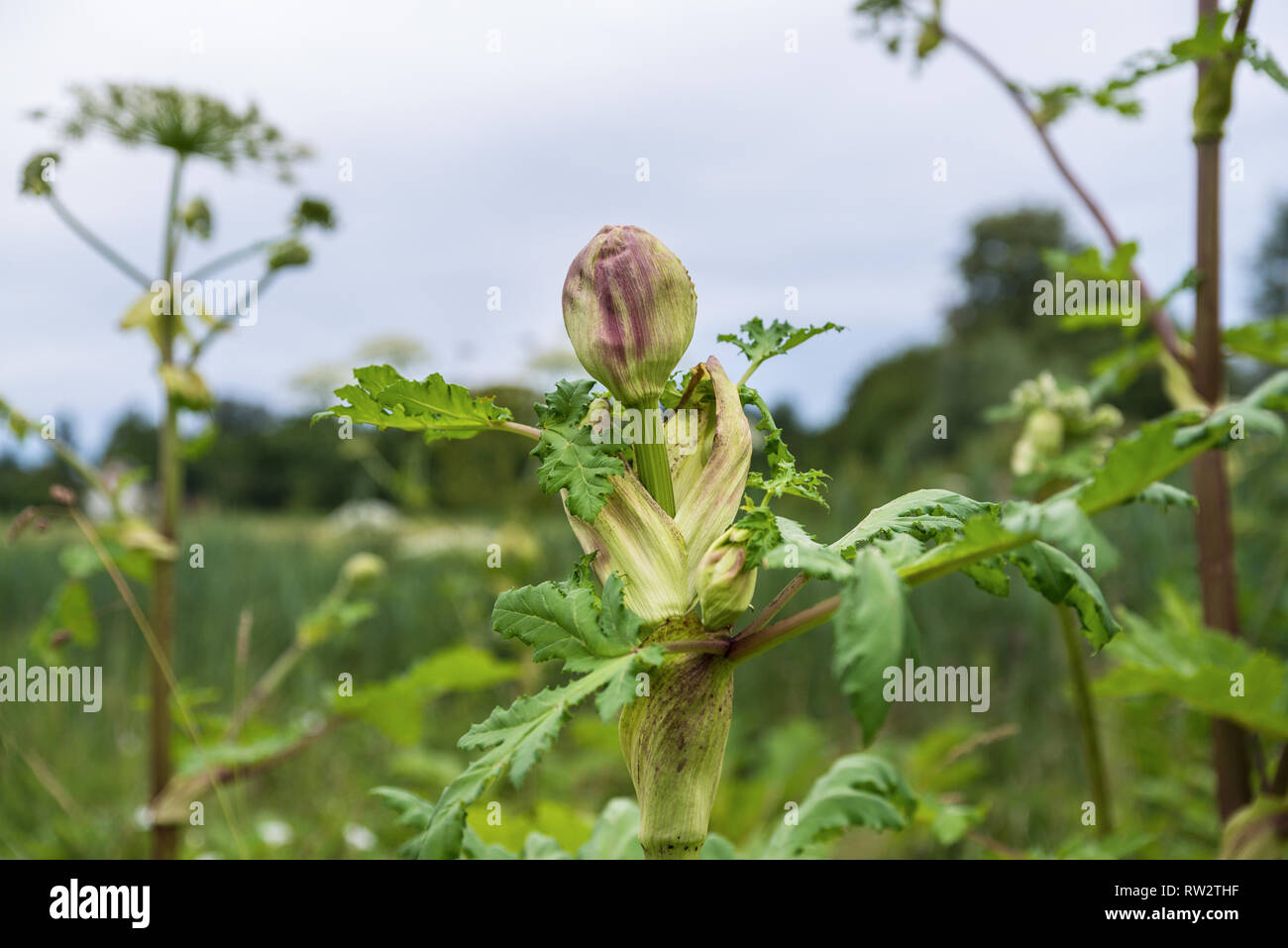 Blooming of dangerous toxic plant Heracleum. Also known as Giant ...