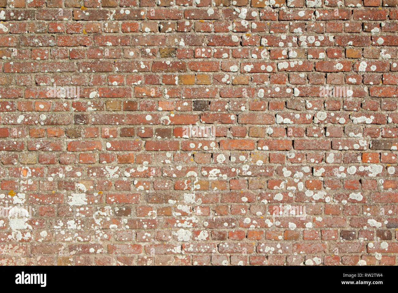Close-up image of a brick wall Stock Photo - Alamy