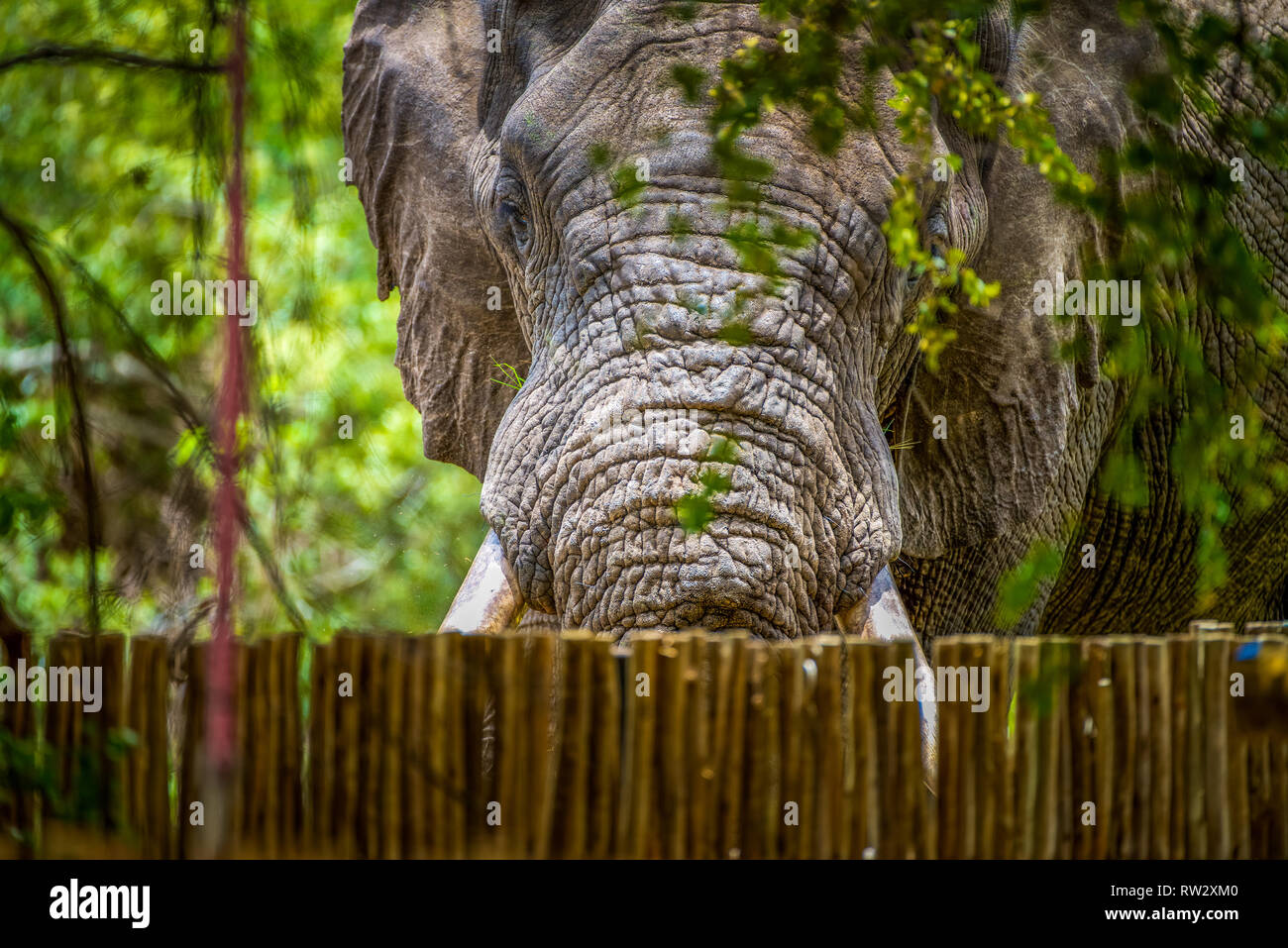 Peering over fence hi-res stock photography and images - Alamy