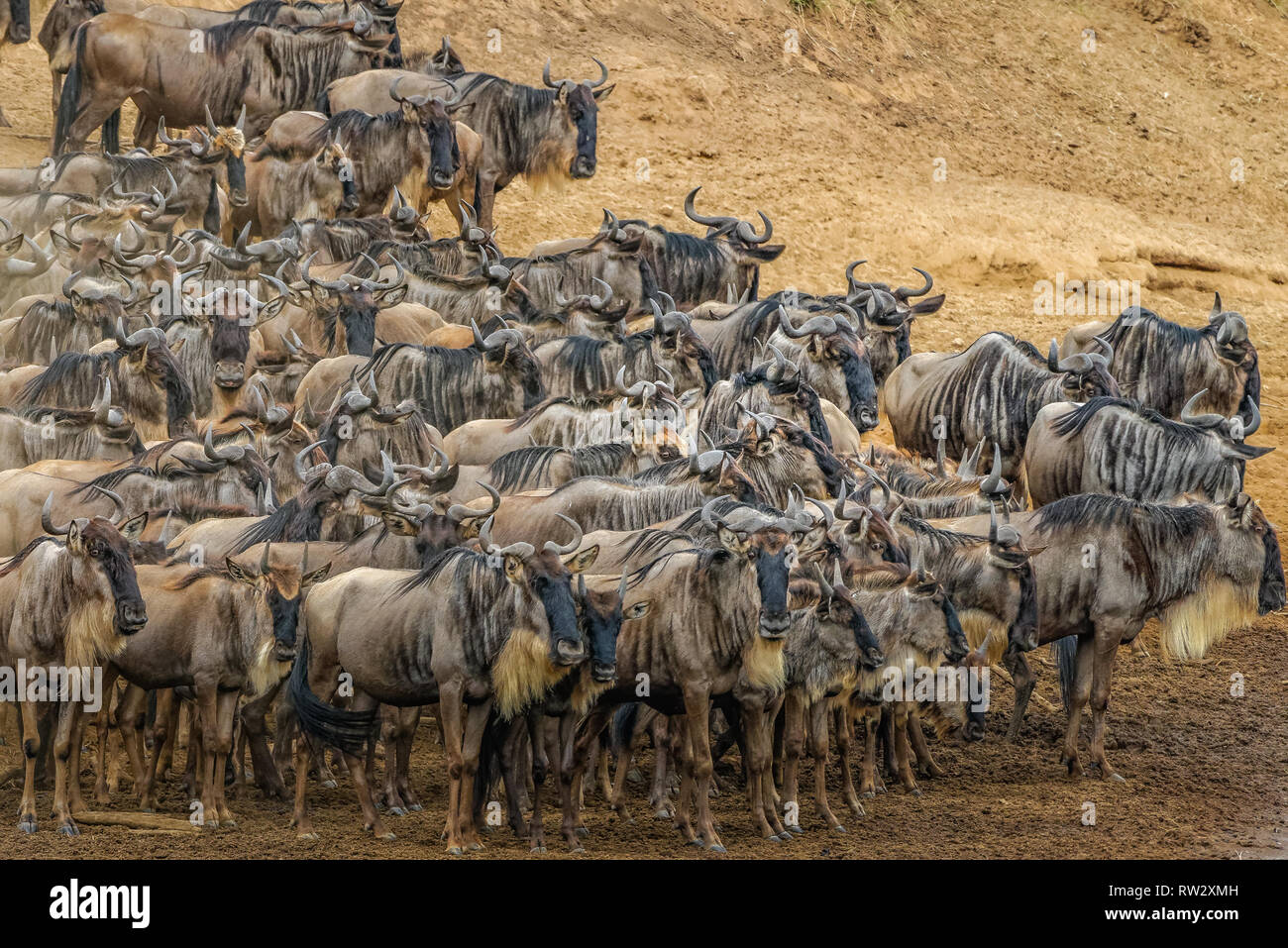 Mara river kenya hi-res stock photography and images - Alamy
