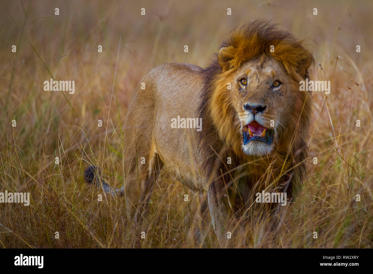 Large Male lion standing in tall grass looking at camera Stock Photo ...