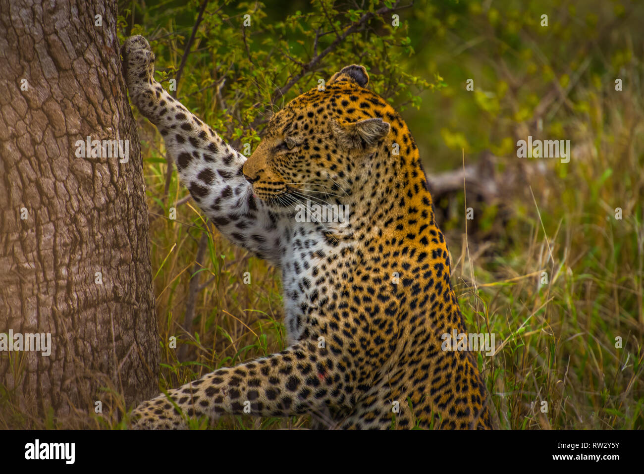 leopard clawing tree - upright position Stock Photo - Alamy