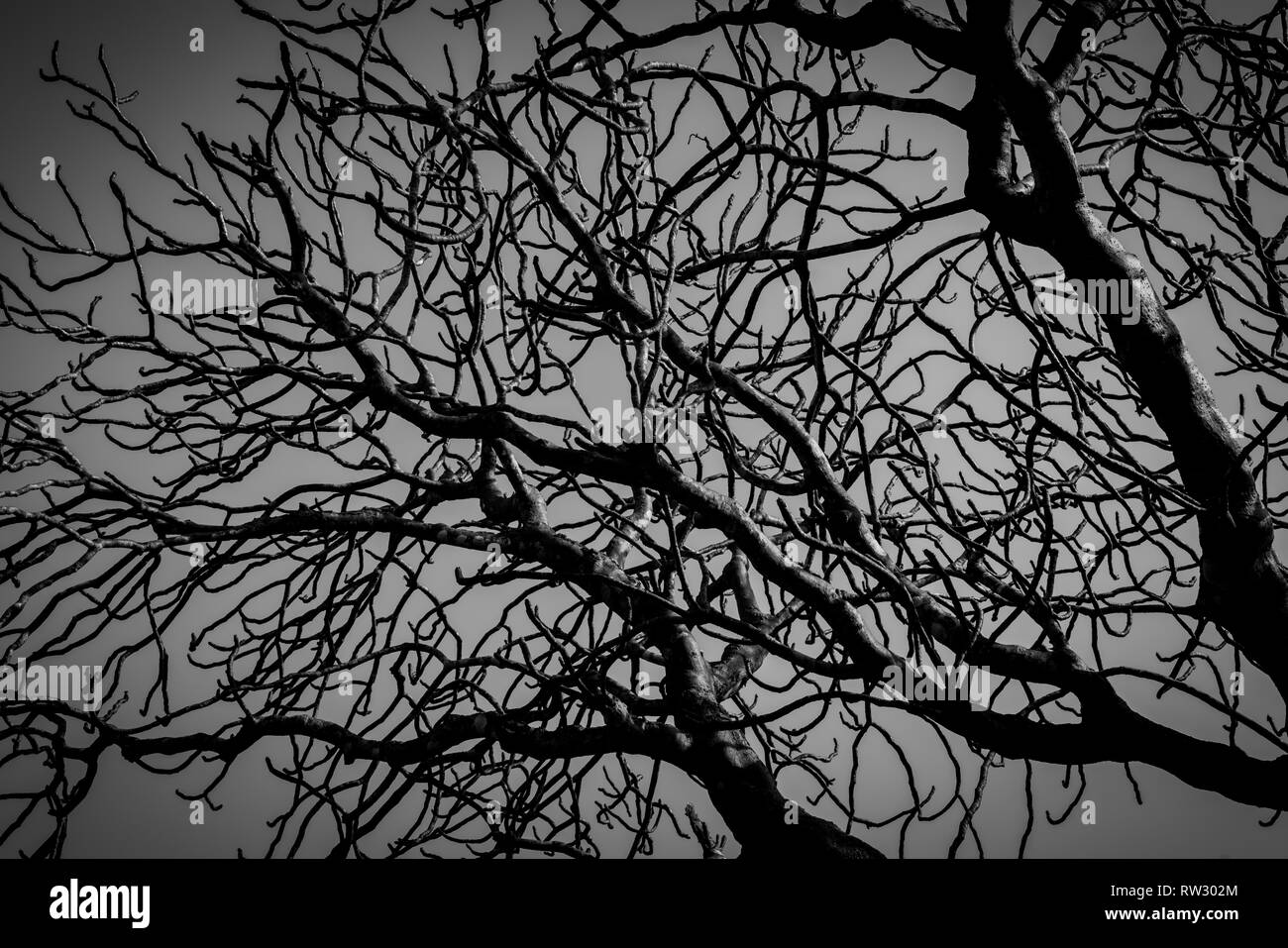 Silhouette dead tree on dark dramatic grey sky and clouds background ...
