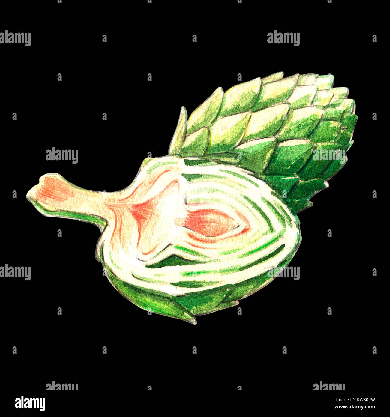 Artichoke drawing hi-res stock photography and images - Alamy