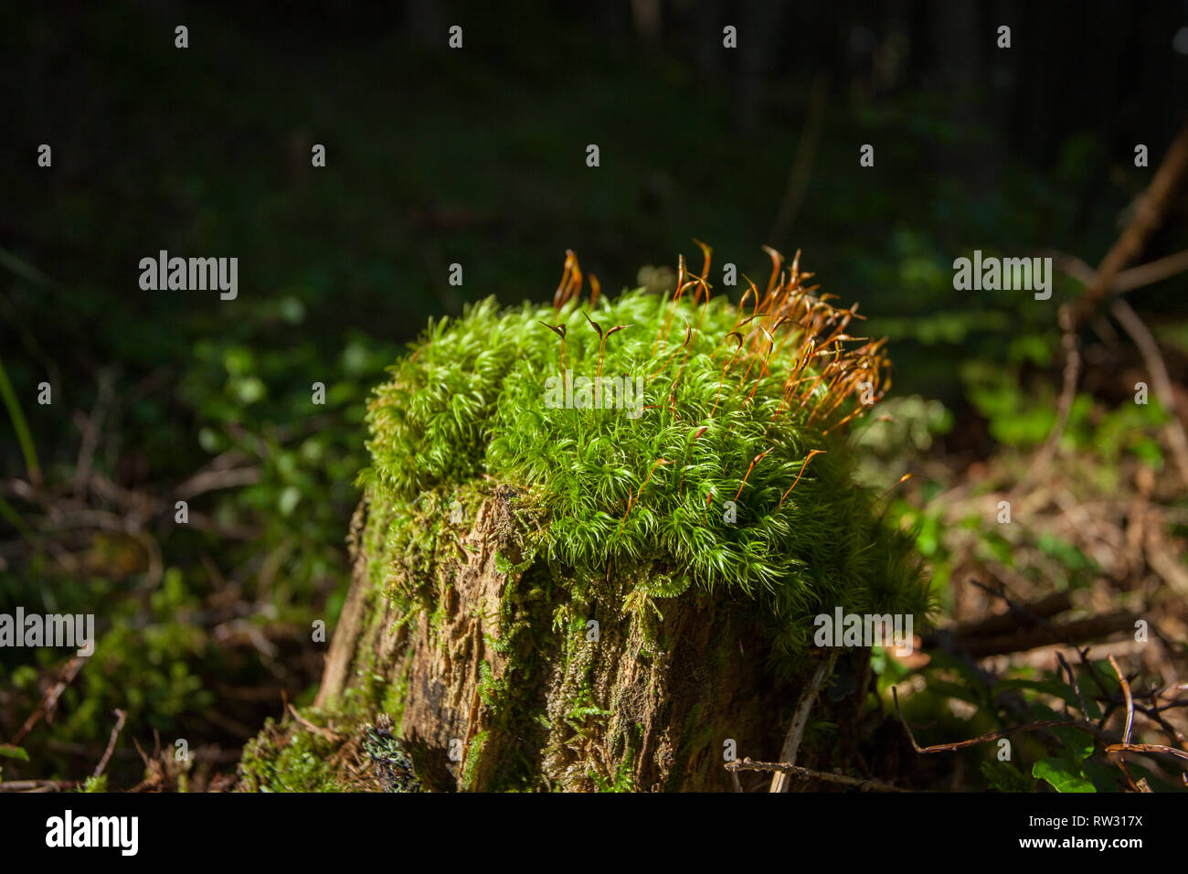 Water surface green hi-res stock photography and images - Alamy