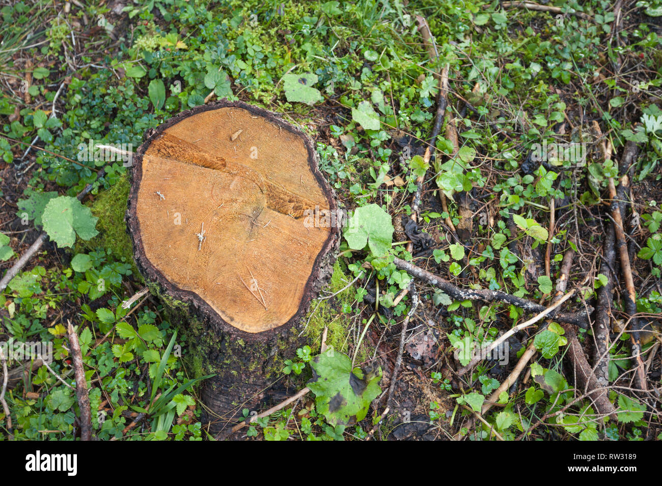 Cross section of a young pine tree Stock Photo - Alamy