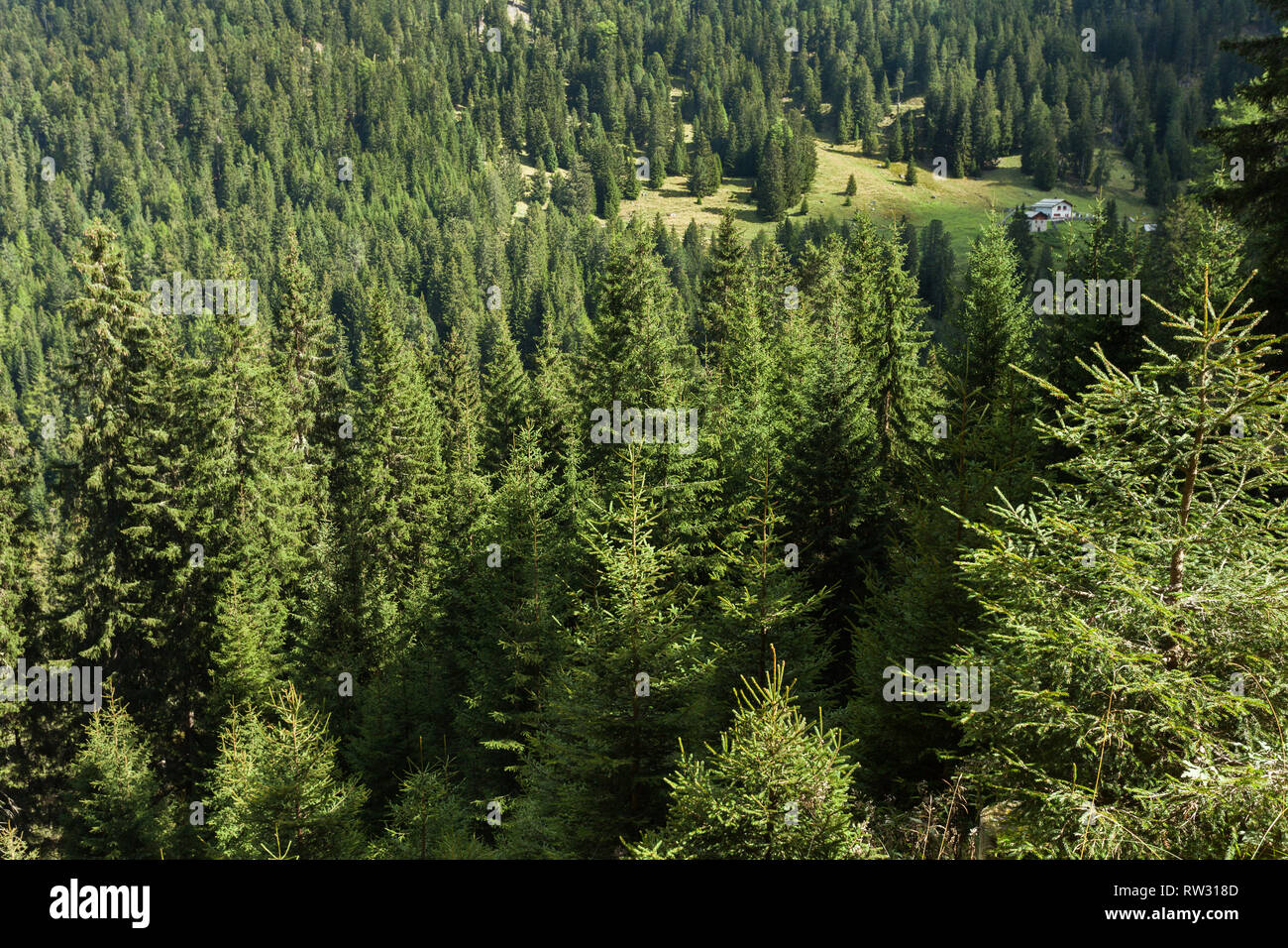Typical coniferous forest pine trees hi-res stock photography and ...