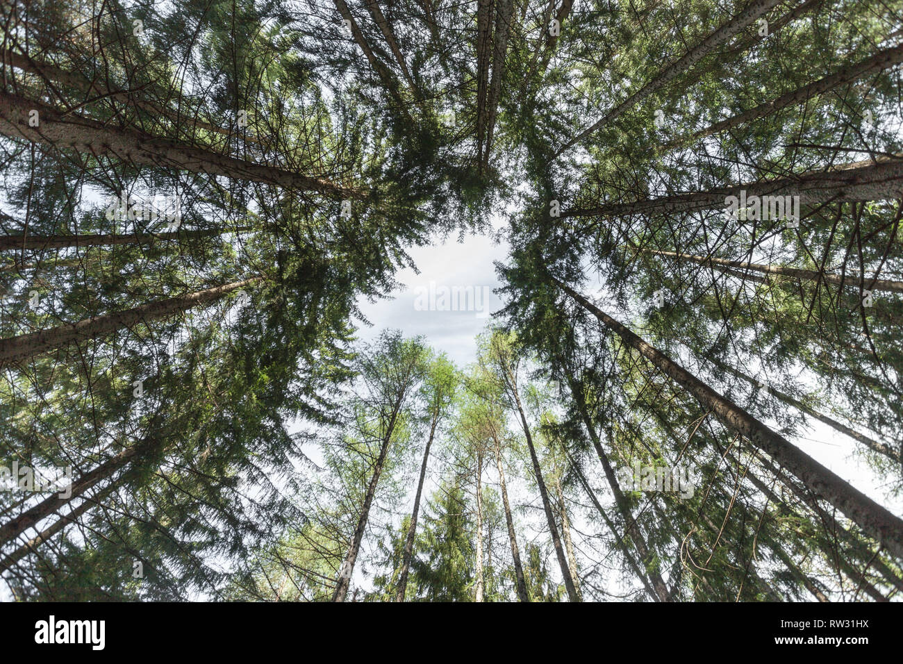 inside a typical forest of the Italian Alps upside down Stock Photo - Alamy