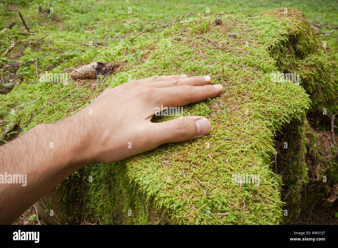 caressing a surface of green moss with an hand inside the forest Stock ...