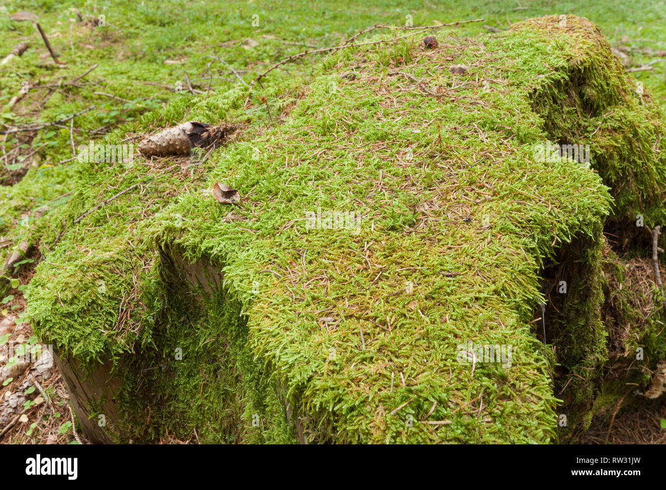 a surface of green moss inside the forest Stock Photo - Alamy