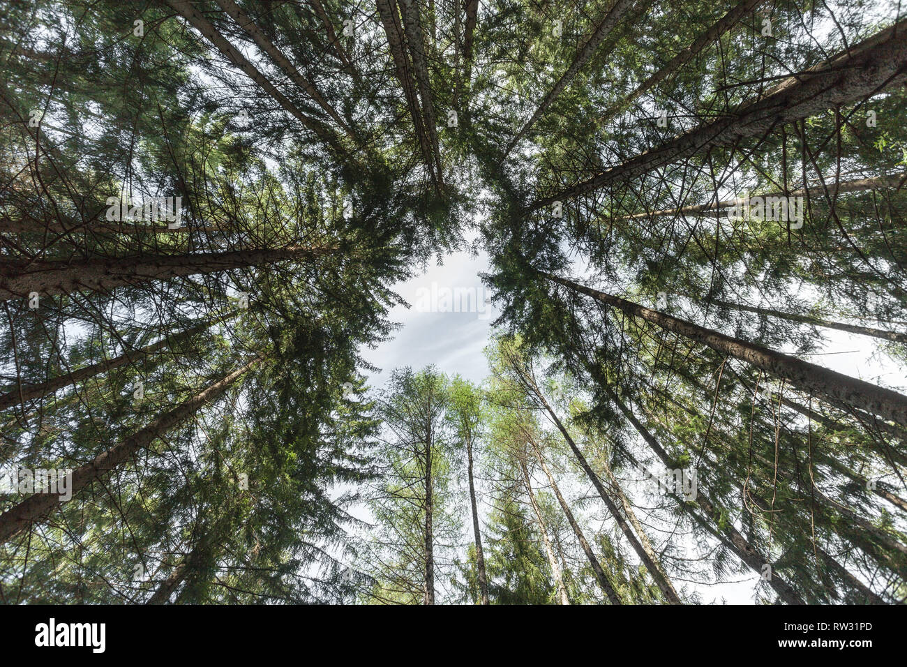 inside a typical forest of the Italian Alps upside down Stock Photo - Alamy