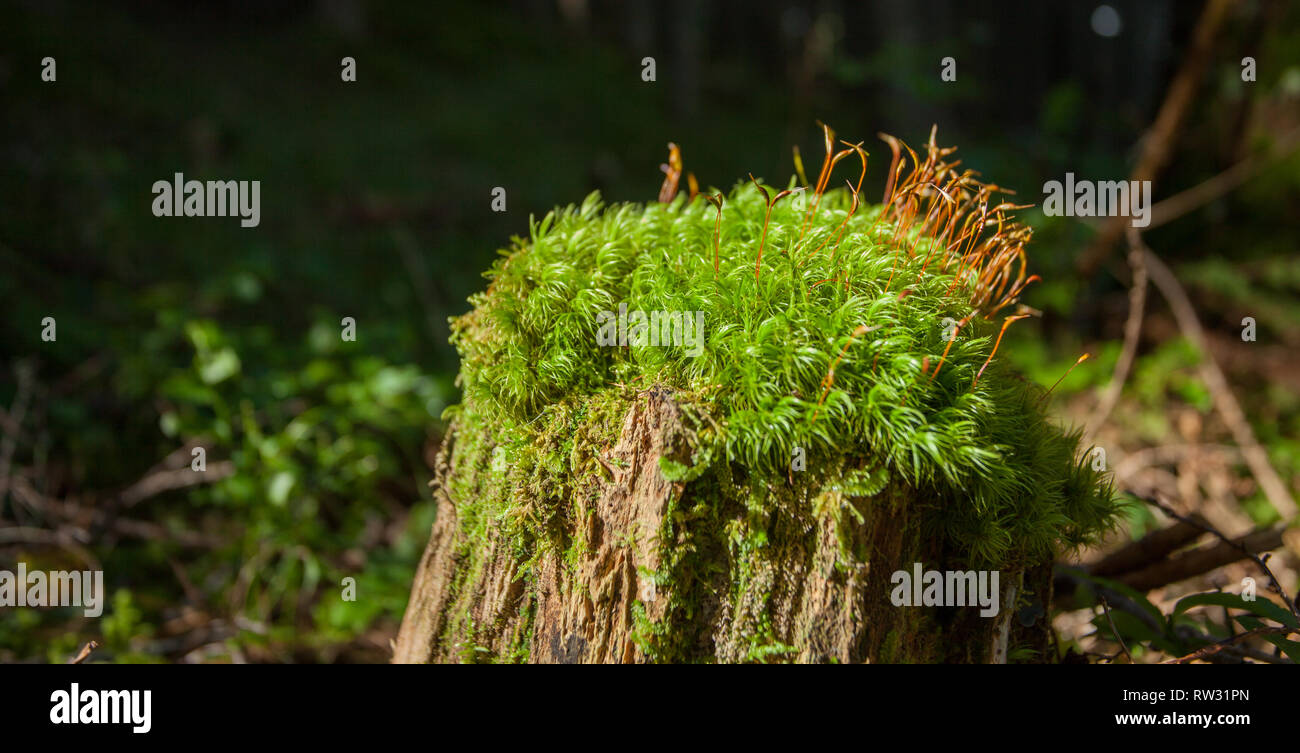 Inside surface hi-res stock photography and images - Alamy
