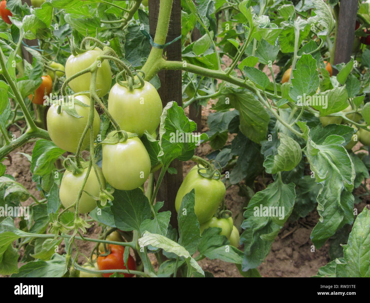 red tomato plants in a home made vegetable garden Stock Photo - Alamy