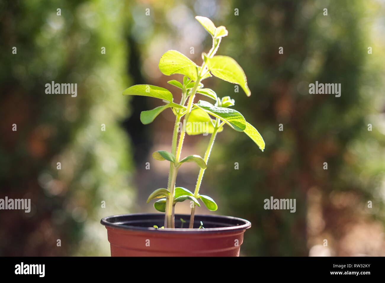Young green soybean plants in the pot Stock Photo - Alamy