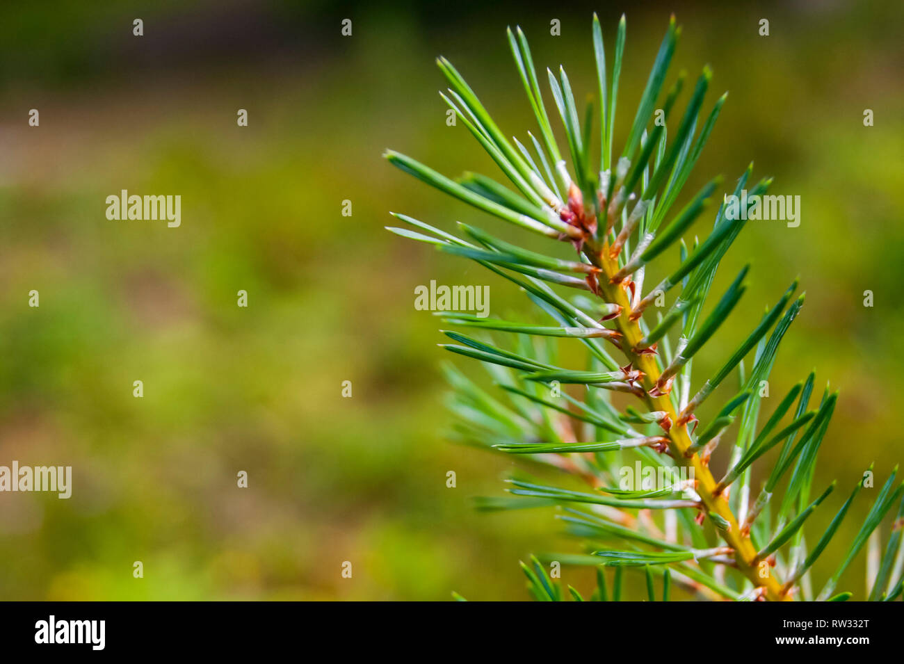 Sprig of pine on a blurred green environment background. Close-up of a ...