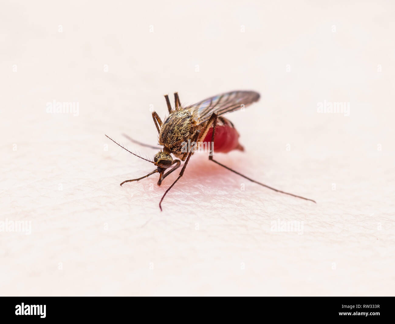 Yellow Fever, Malaria or Zika Virus Infected Mosquito Insect Macro ...