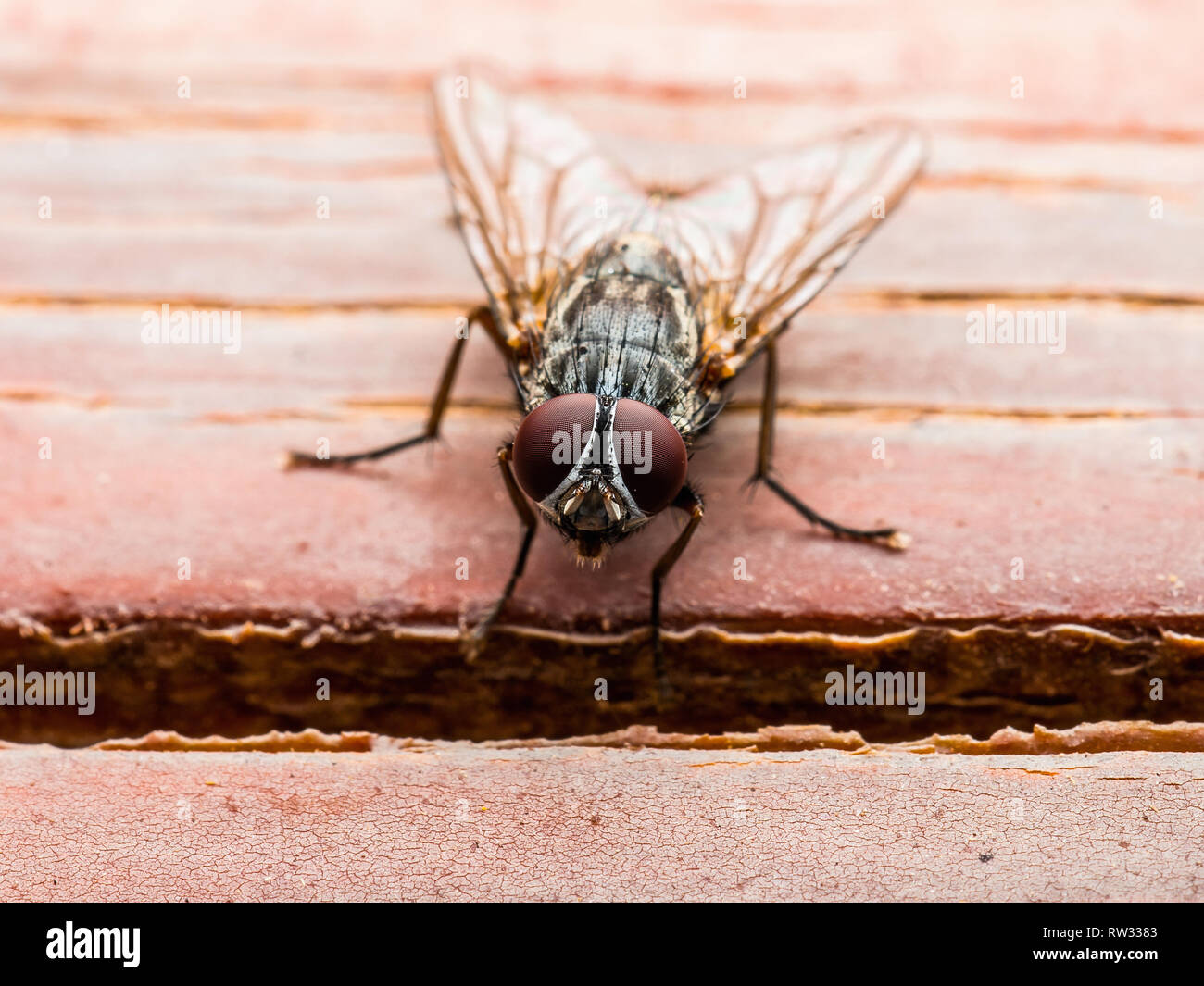 Drosophila eye color hi-res stock photography and images - Alamy