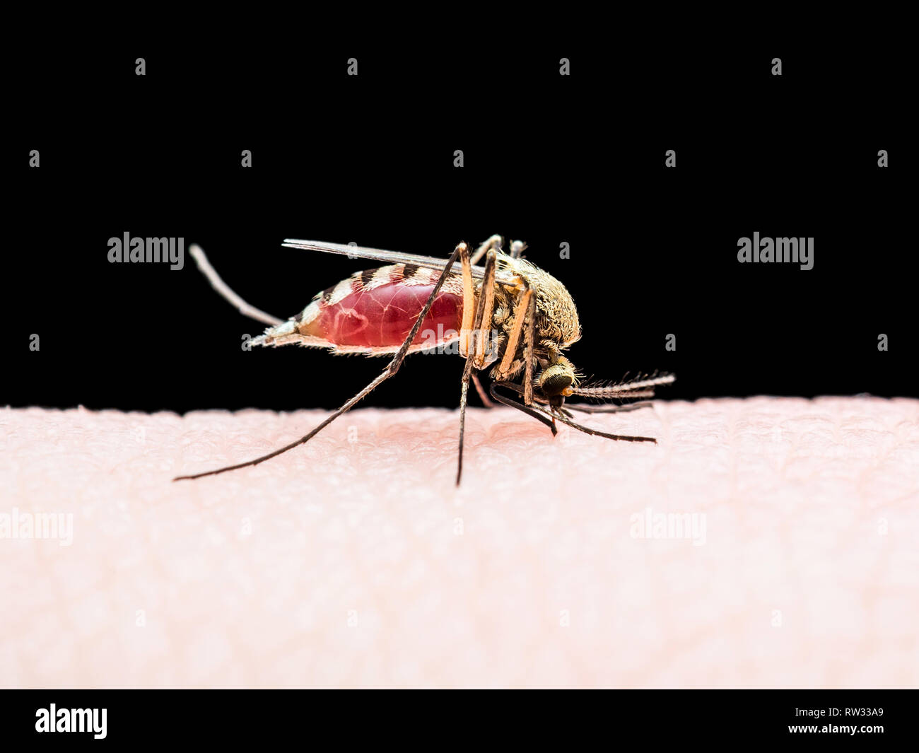 Yellow Fever, Malaria or Zika Virus Infected Mosquito Insect Bite ...