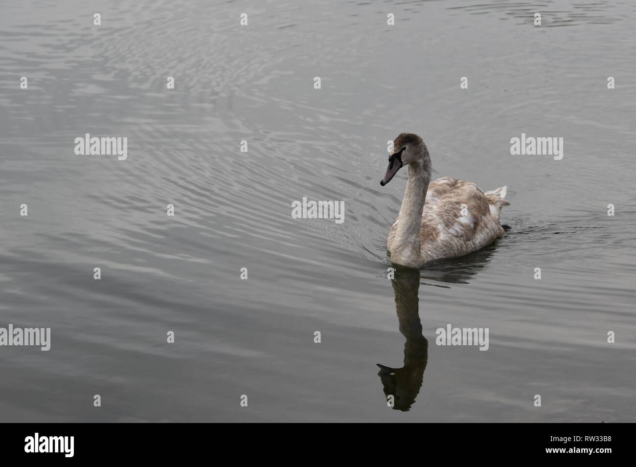 swan enjoying life on the lake of constance Stock Photo - Alamy